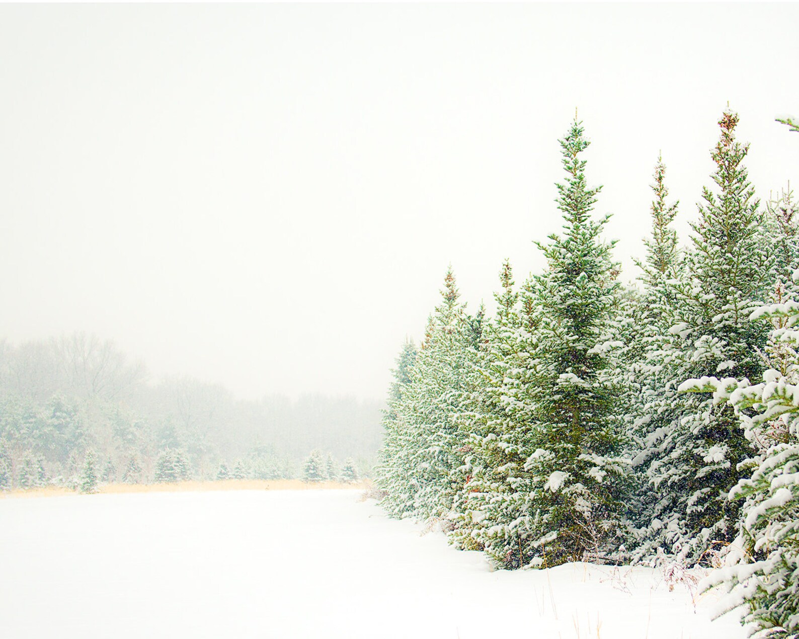 Fine Art Photography Print, Snow Scene, Evergreens, Winter, Pines, 8 ...