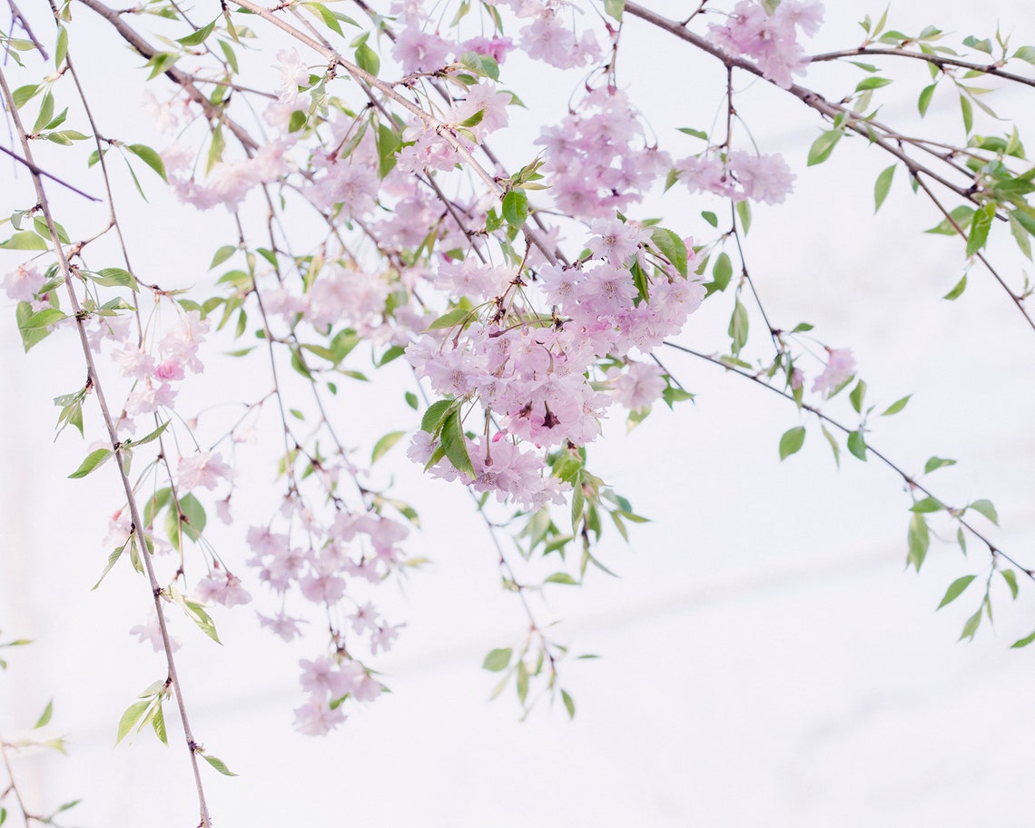 Spring Flowers Print Pink and White art Prints Floral photo | Etsy