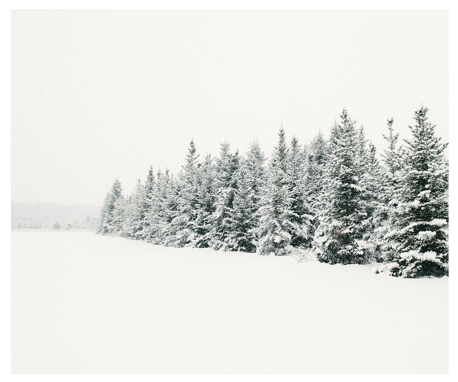 Black and White Snow Scene Print, Large Winter Wall Art, Pines in Snow ...
