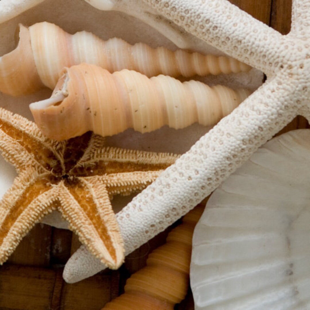 Sill Lifegifts of the Sea 8x8 or 12x12 Fine Art Photography - Etsy