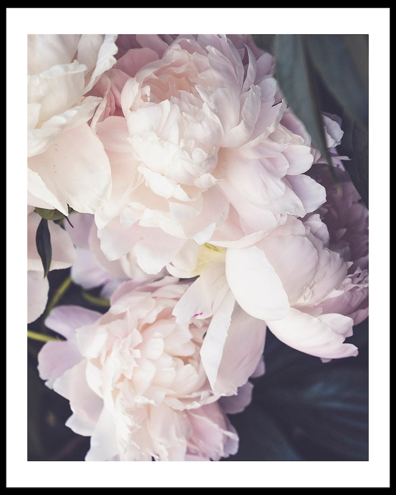 Pink Peony Print Peonies Peony Photography Pink Petals - Etsy