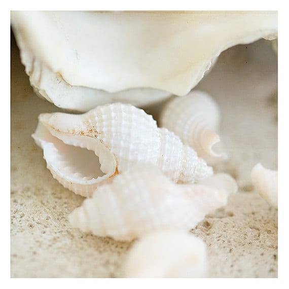 Shell Photos Shell Prints Shell Print Set Seashell Shapes - Etsy
