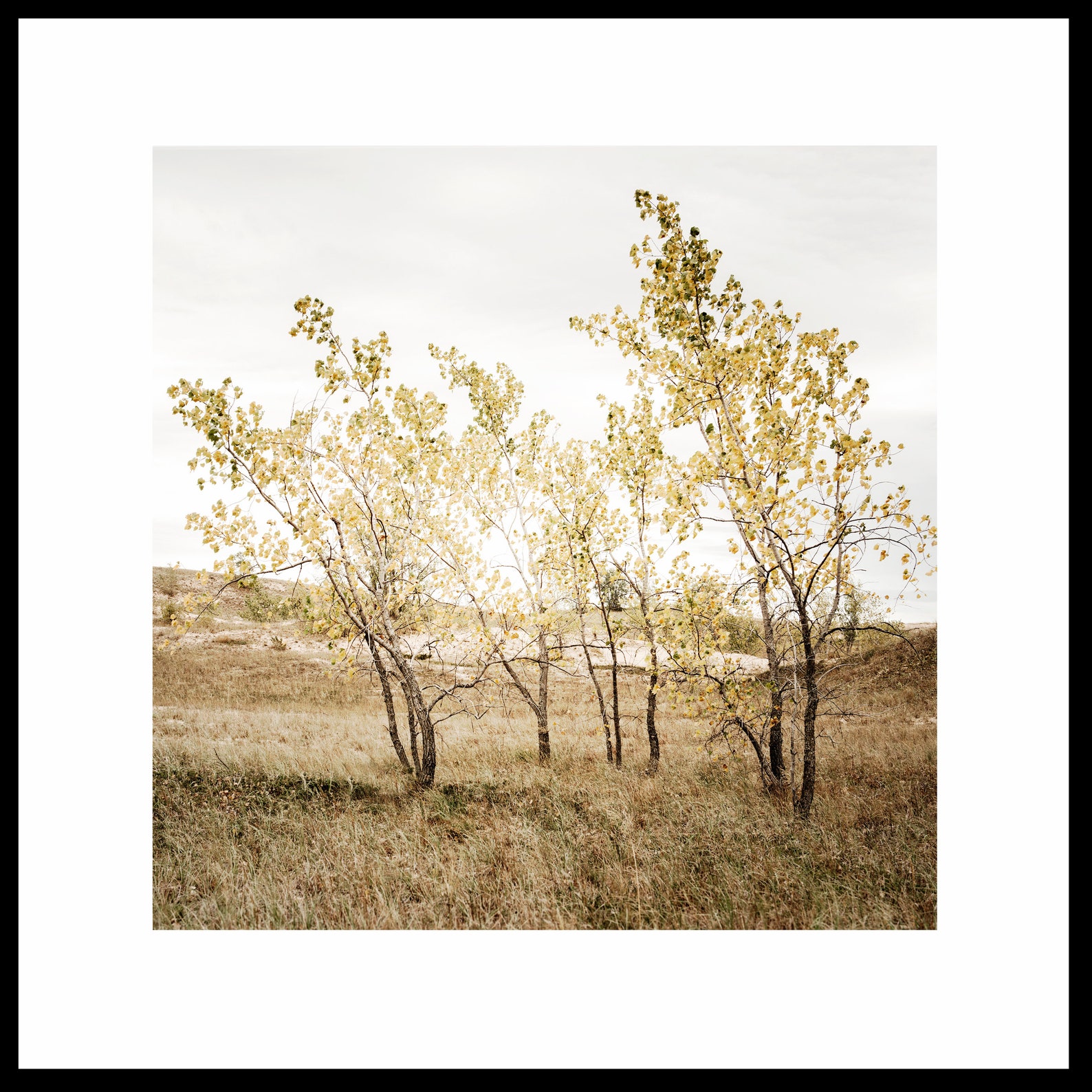 Nature Photo, Windblown Trees Print, Coastal Home, Country Decor Art ...