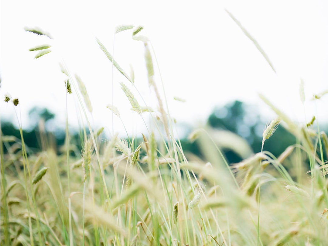 Soft Green Nature Art, Country Landscape Decor, Farmhouse Decorating ...