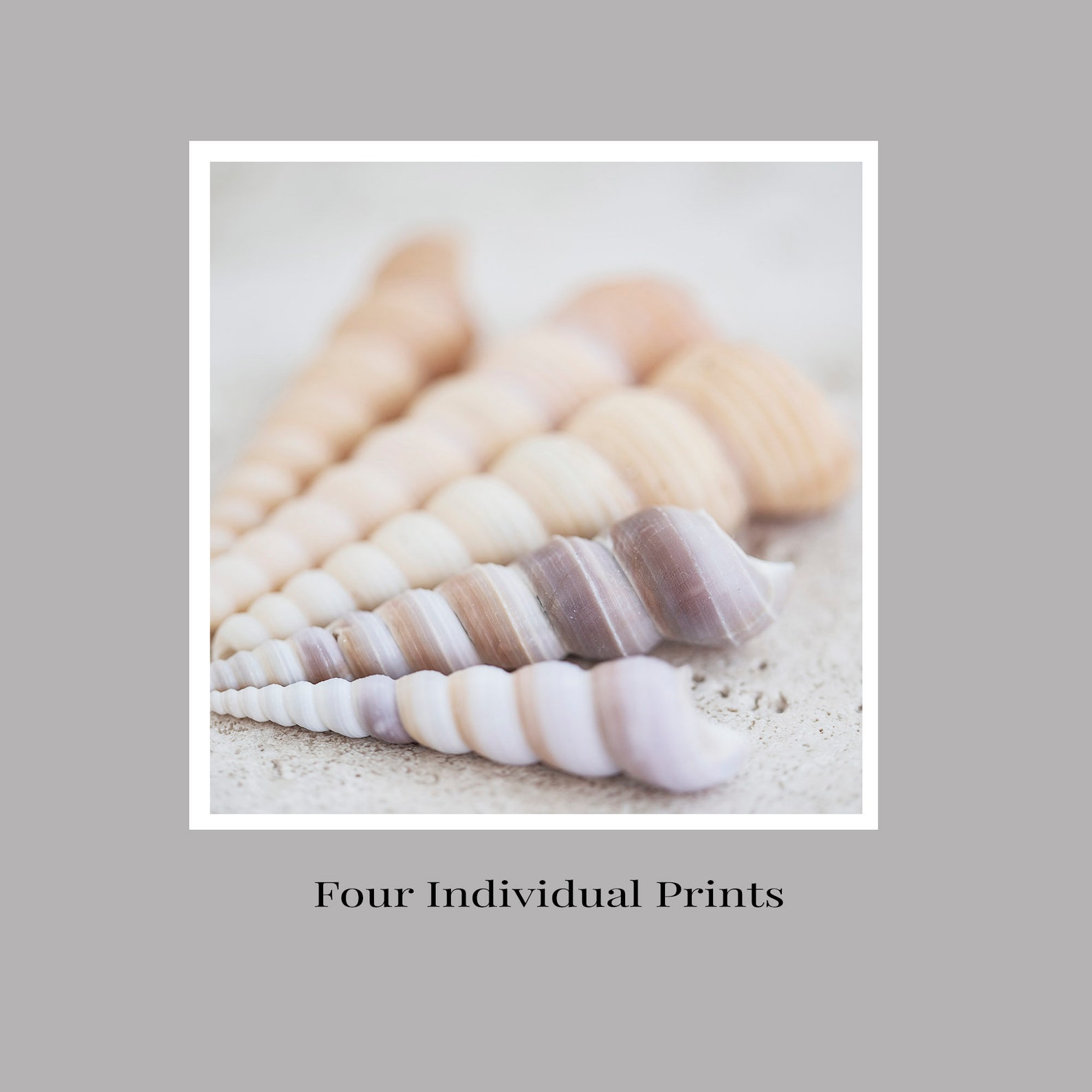 Shell Photos Shell Prints Shell Print Set Seashell Shapes | Etsy