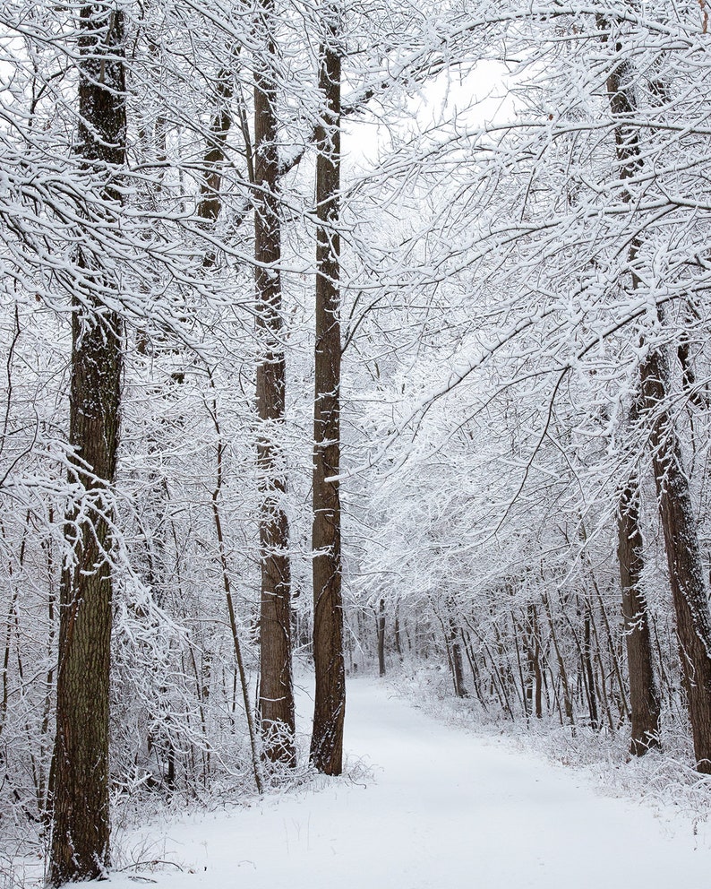 Winter Scene Print Forest in Snow Print Snow Covered Woods - Etsy