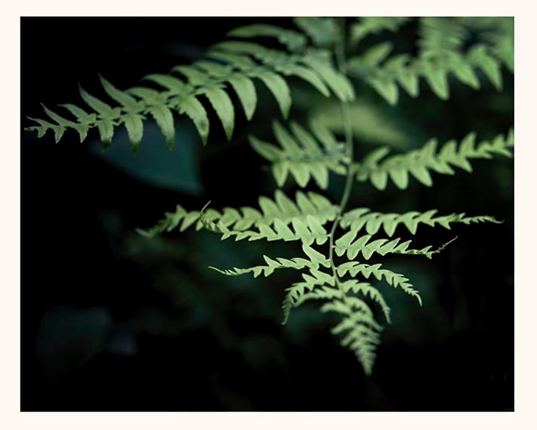 Deep Woods Fern Print: Fine Art Nature Photography - Etsy