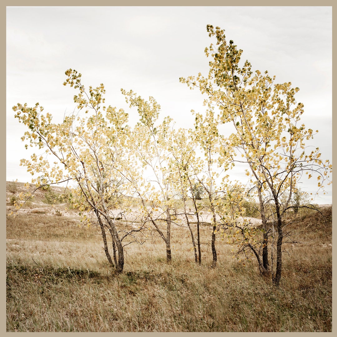 Nature Photo, Windblown Trees Print, Coastal Home, Country Decor Art ...