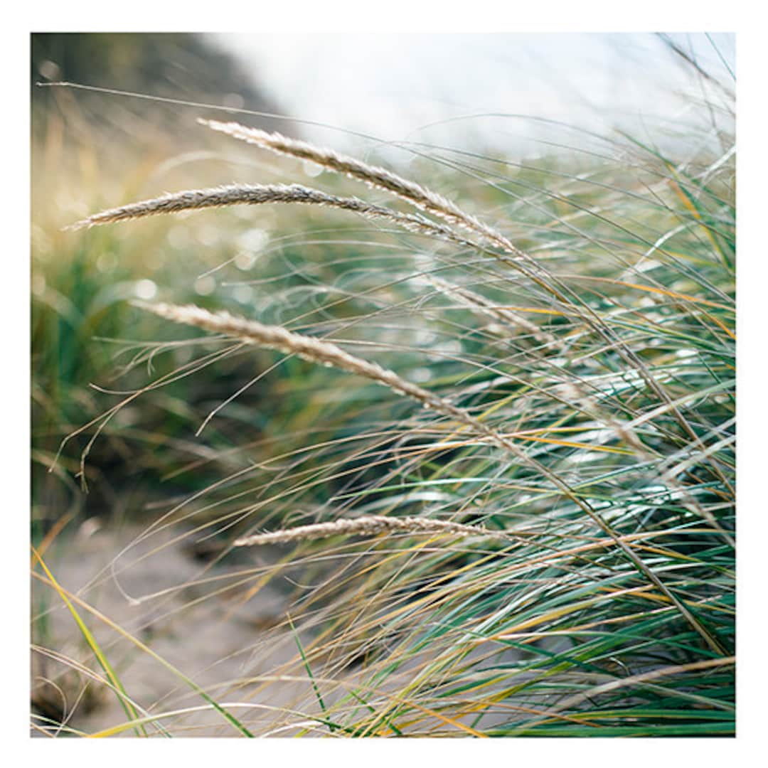Beach Photo, Coastal Print, Beach Grasses Photo, Modern Beach Home Wall ...