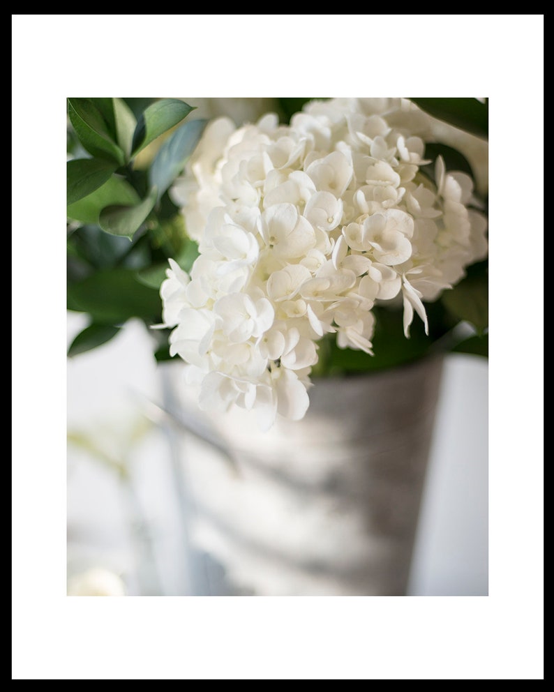 White Hydrangea Print Floral Wall Art Botanical Photo Large | Etsy