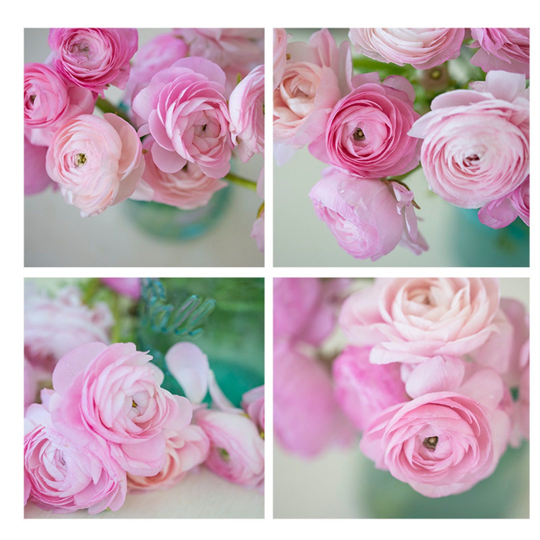 Pink Ranunculus Prints, Four Individual Images, Pink Flower Photo ...