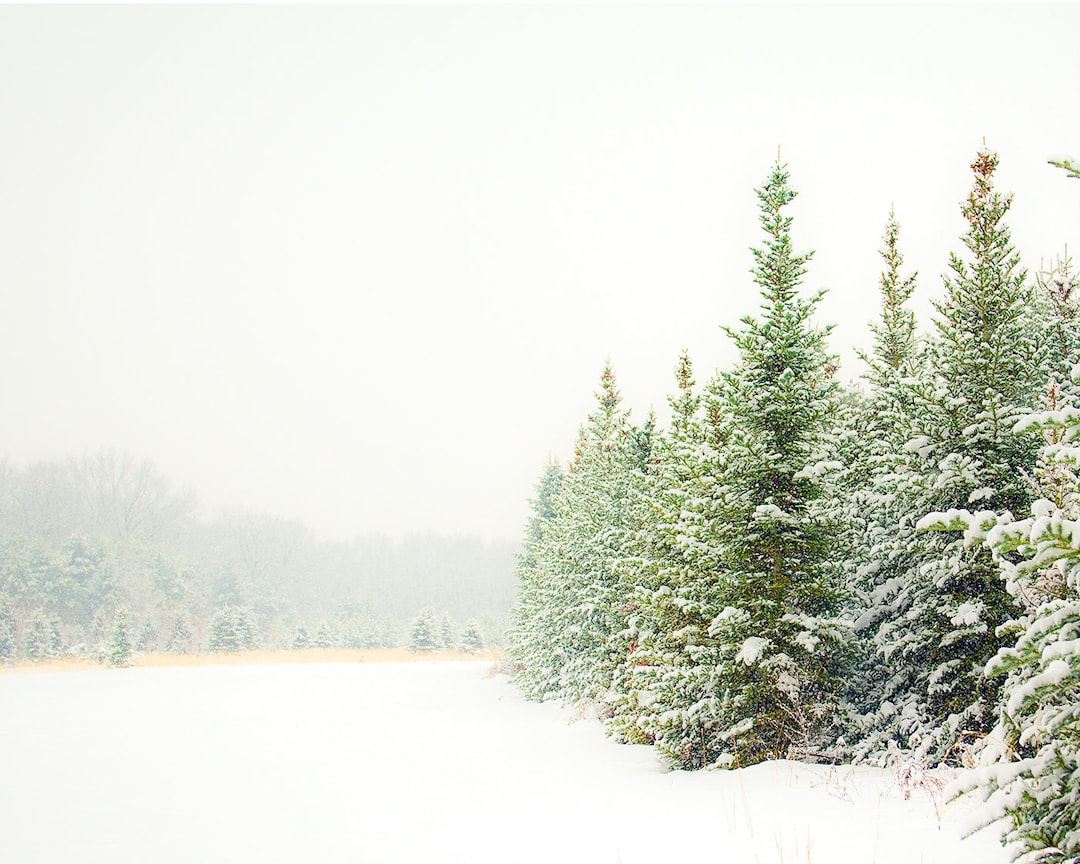 Snowy Pine Trees Photo, Snow Scene Print, Evergreens Photo, Winter Wall ...