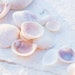 Pink Shells Photograph, Beach Shells Print, Beach House Decorating ...