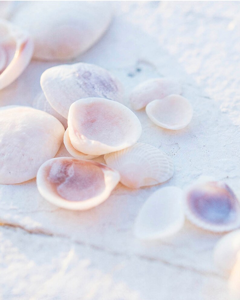 Pink Shells Photograph Beach Shells Print Beach House - Etsy
