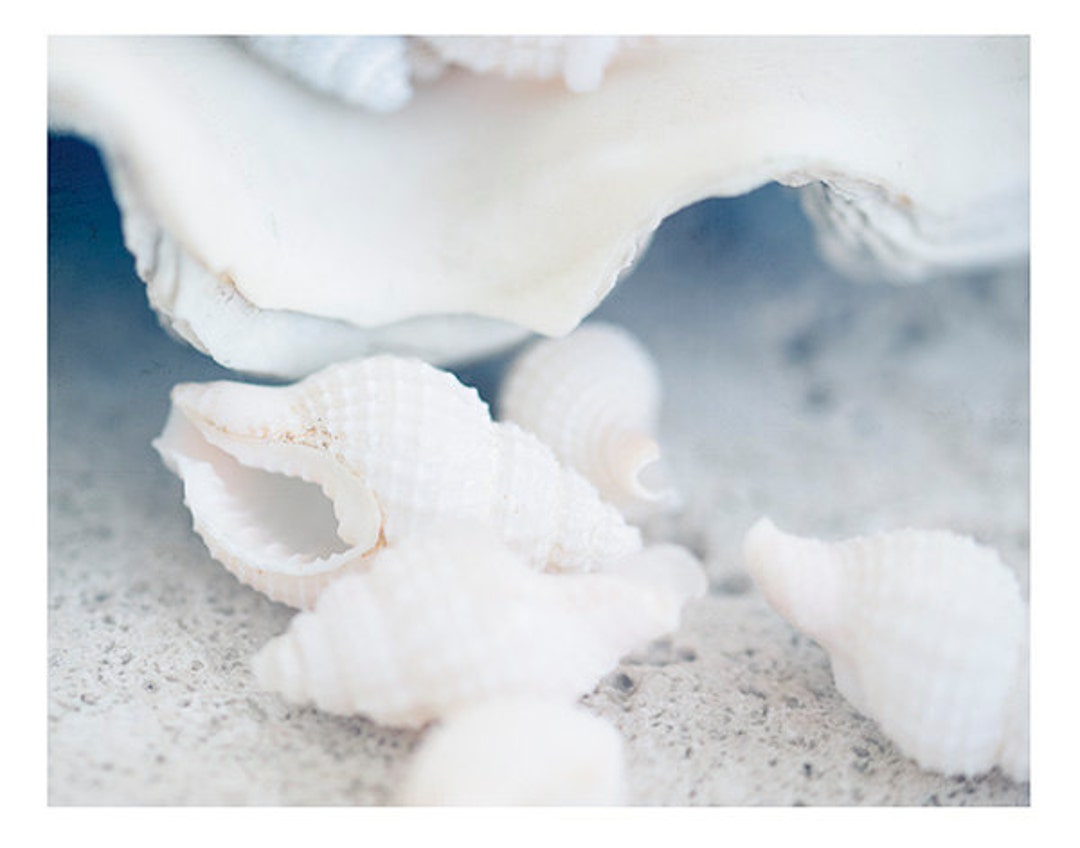 Shell Print, Macro Shells, Coastal Photo, Nature Art, Shells Photo ...