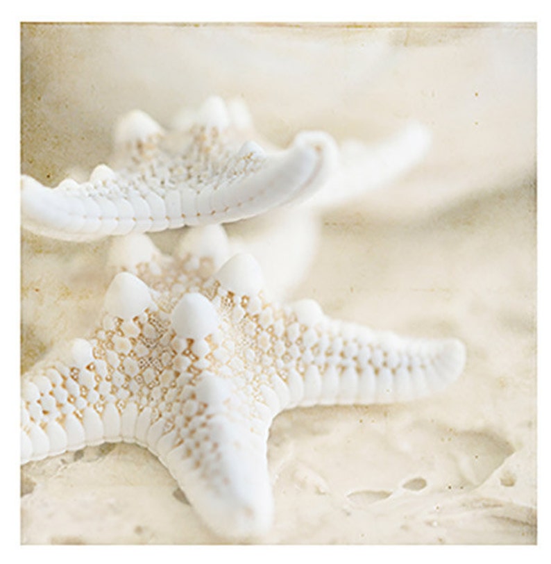 Shell Photos Shell Prints Shell Print Set Seashell Shapes - Etsy