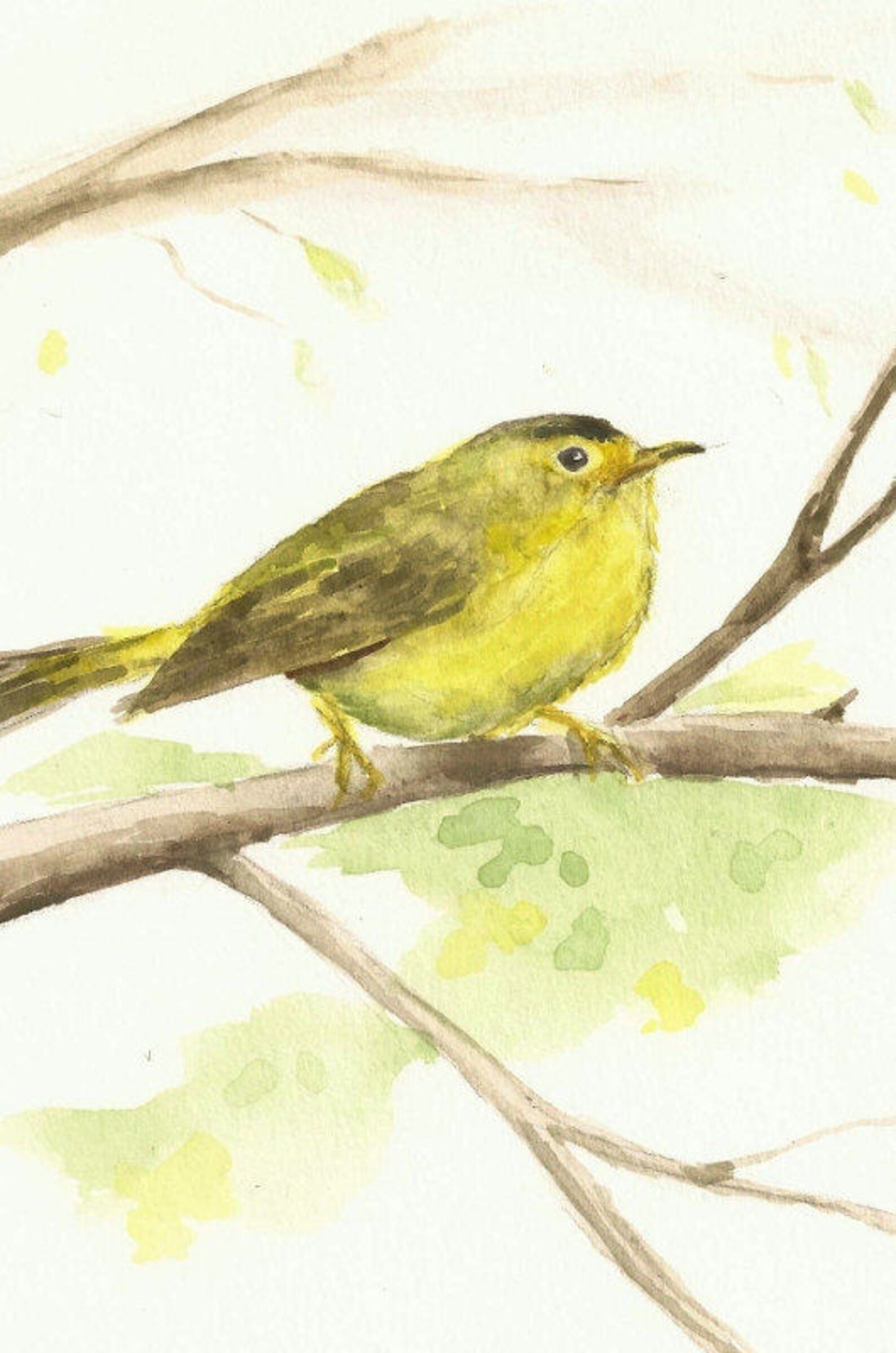 Wilson's Warbler, Print of Watercolor of Beautiful Yellow Song Bird 6x9 ...