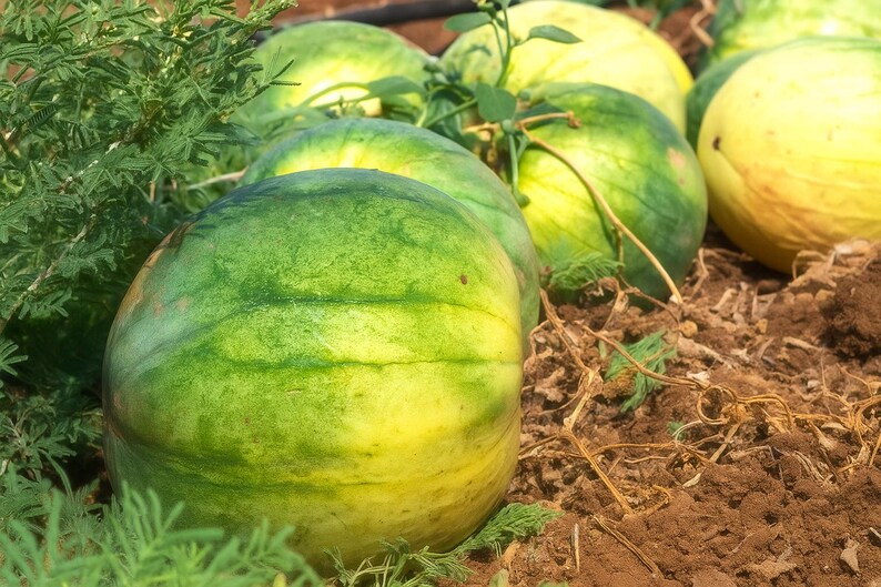 50 Big Tasty Seedless Watermelon Seeds: Sweet Juicy Summer Fruit - Etsy