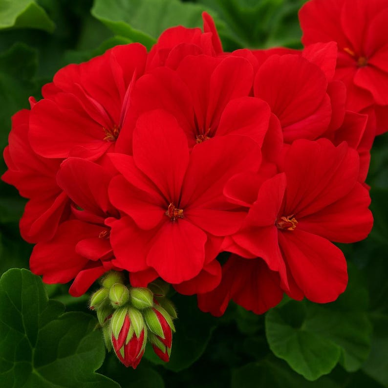 25 Calliope Dark Red Geranium Seeds, Rich Velvet Blooms, Vigorous ...