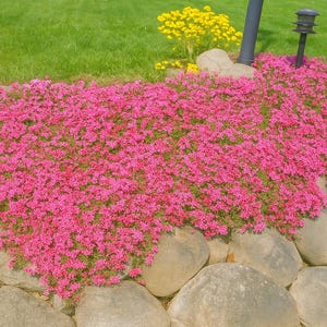 100 Scarlet Flame Creeping Phlox Seeds: Red Perennial Ground Cover - Etsy