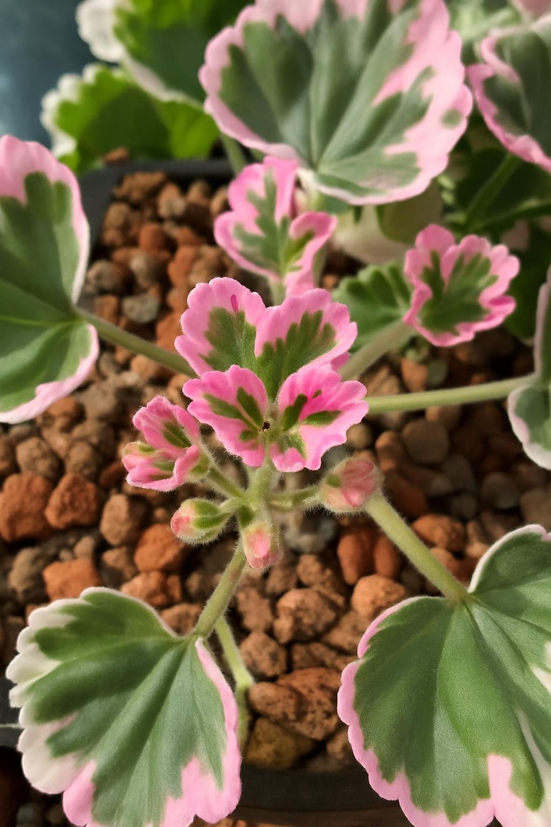 25 Ice Queen Geranium Seeds: White Pelargonium, Easy Grow Garden ...