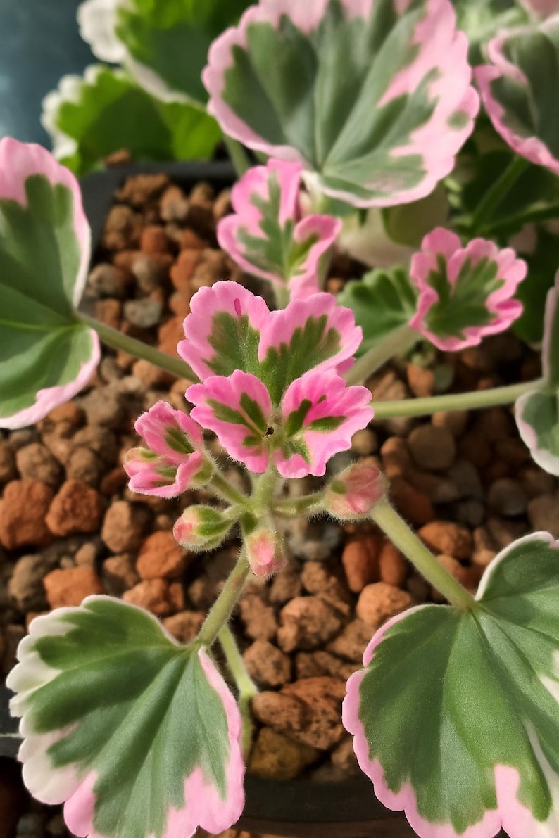 25 Ice Queen Geranium Seeds: White Pelargonium, Easy Grow Garden ...