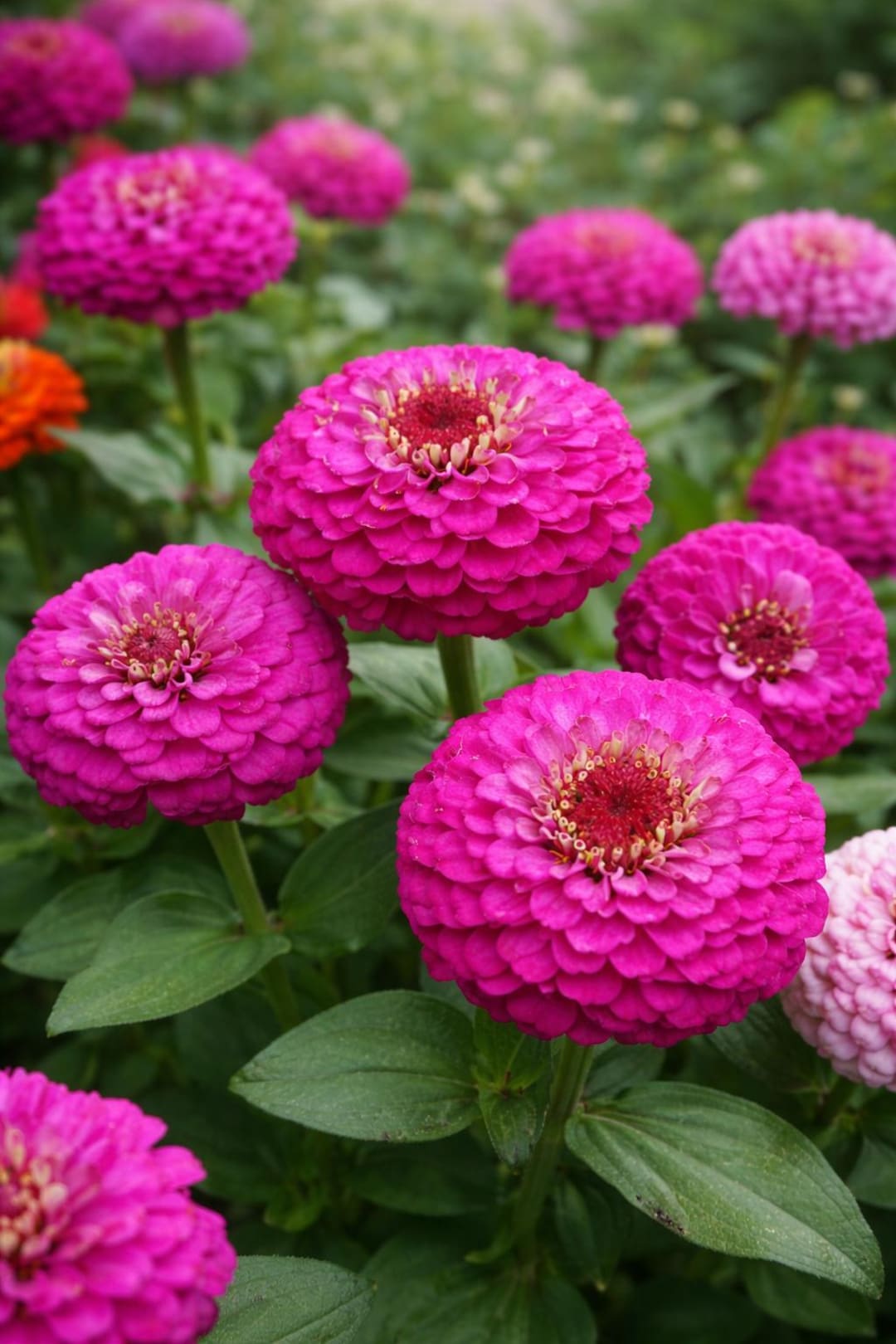 100 Lilliput Purple Zinnia Seeds for Planting - Dwarf Button Zinnias ...
