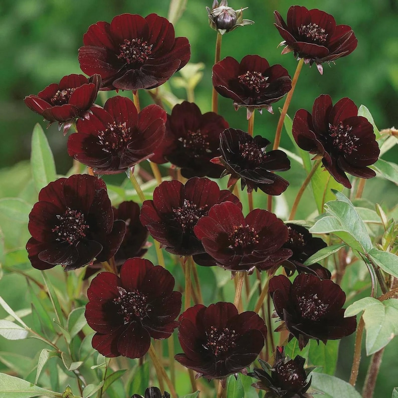 200 Chocolate Cosmos Seeds, Rare Dark Maroon Flowers With Cocoa ...