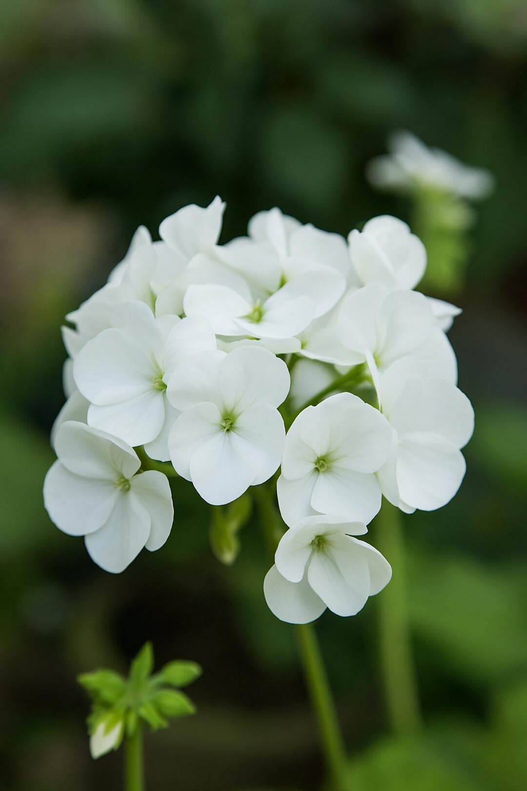 25 Presto White Geranium Seeds: Non-gmo Pelargonium for Cottage Garden ...