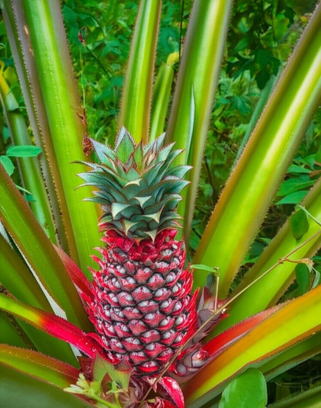 15 Red Spanish Pineapple Seeds: Tropical Home Growing, Sweet Exotic ...