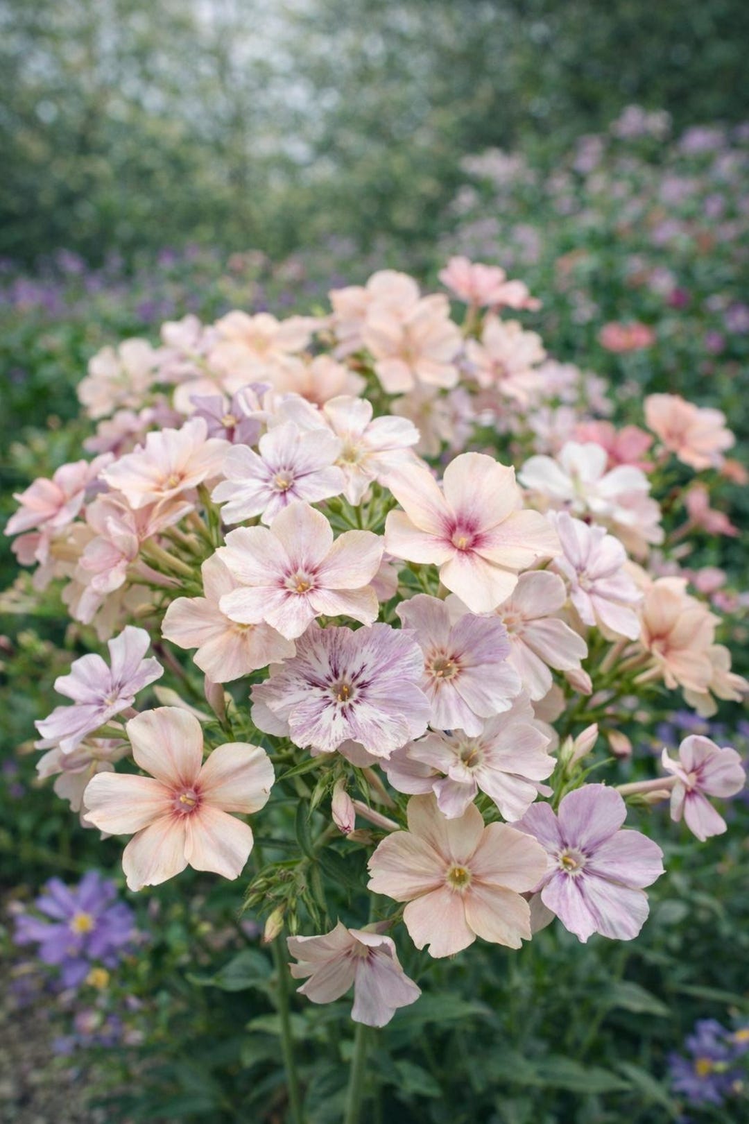 100 Creme Brulee Phlox Seeds for Planting | Cream Blush Garden Flowers ...