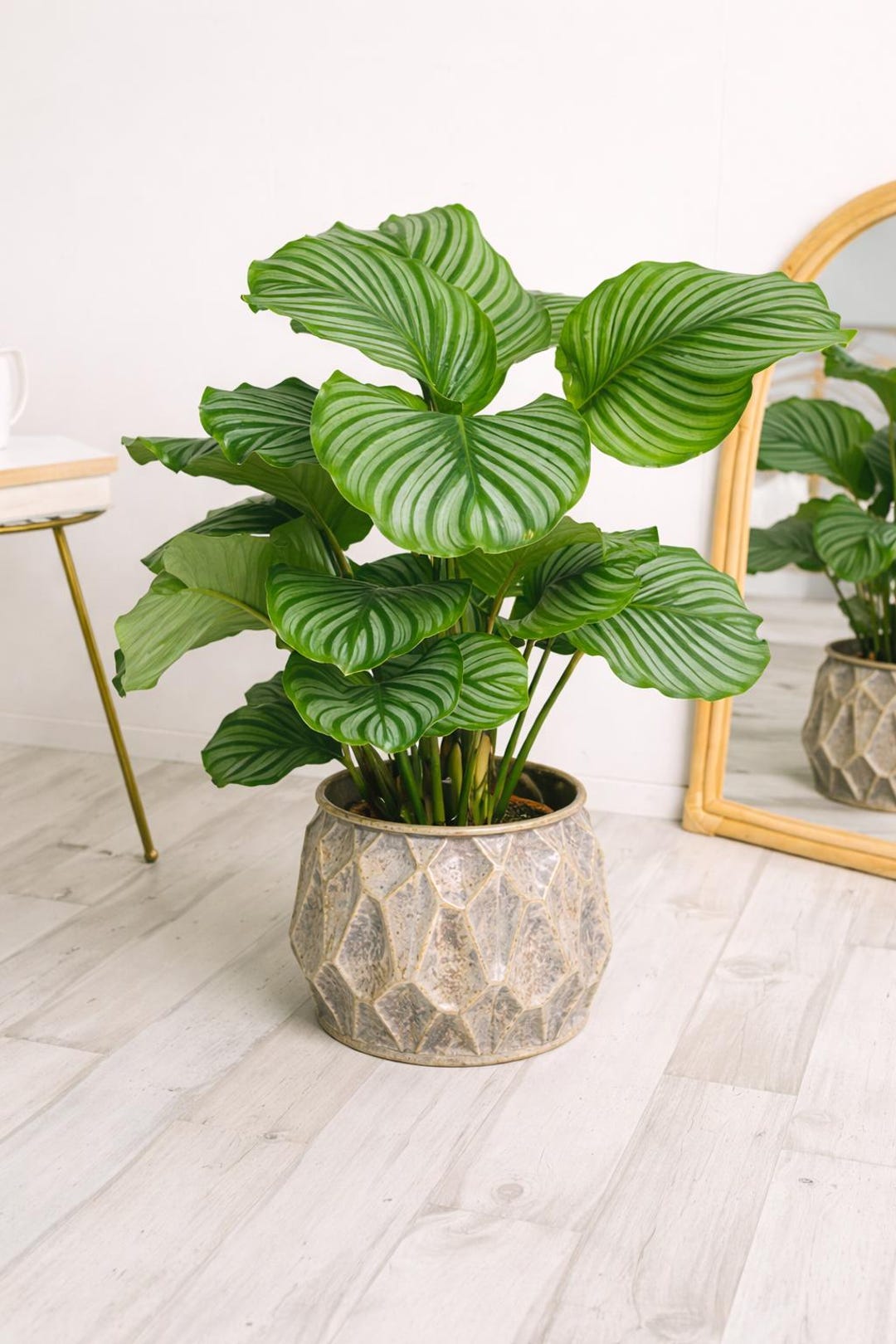25 Round-leaved Calathea Seeds for Planting - Prayer Plant Foliage ...