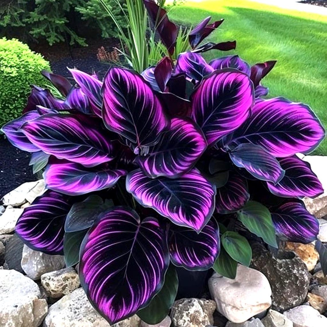 25 Purple Tip Calathea Seeds, Rare Tropical Foliage, Indoor Houseplant ...