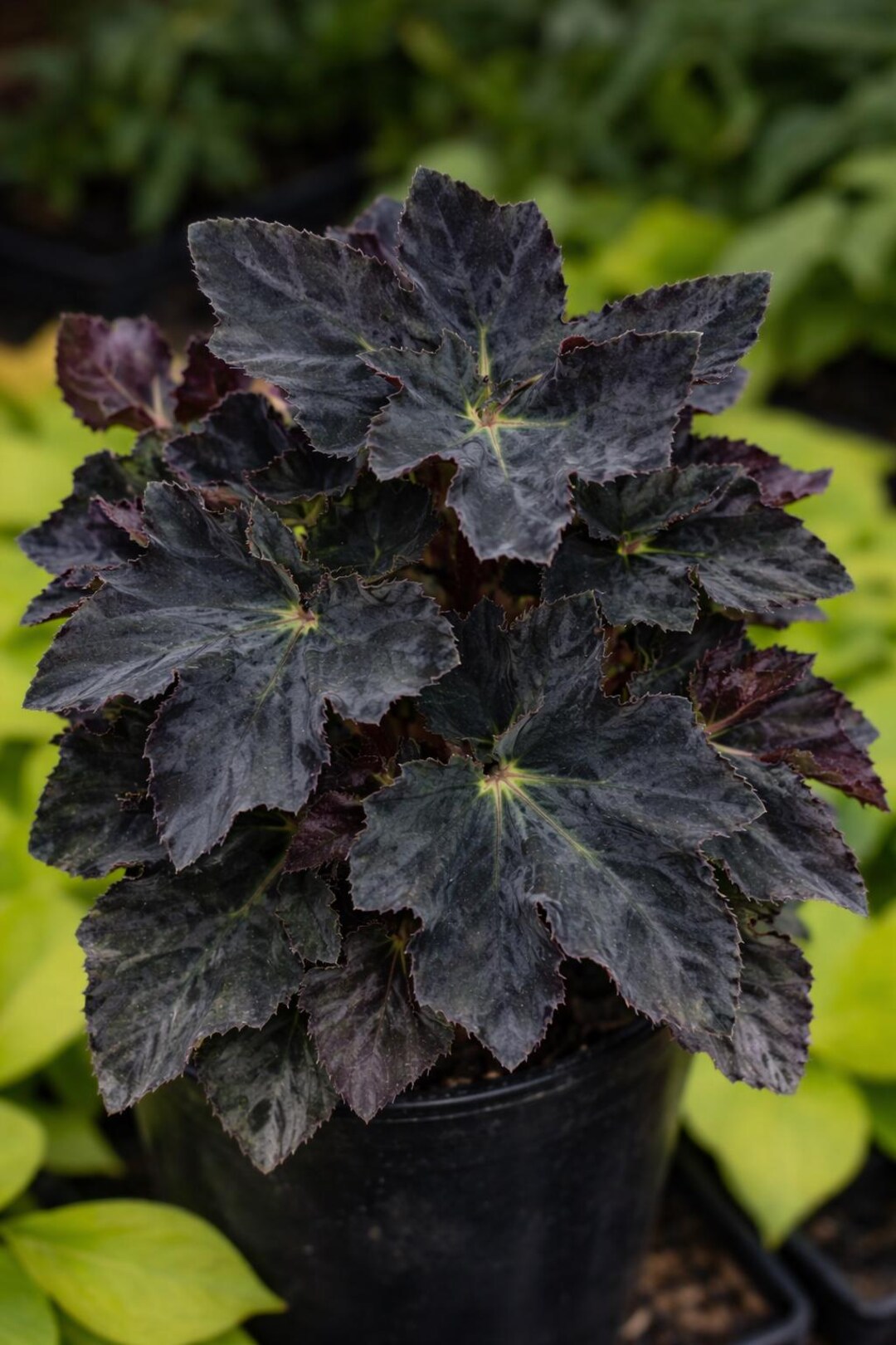 25 Black Fancy Begonia Seeds for Planting - Dark Foliage Begonia - Etsy