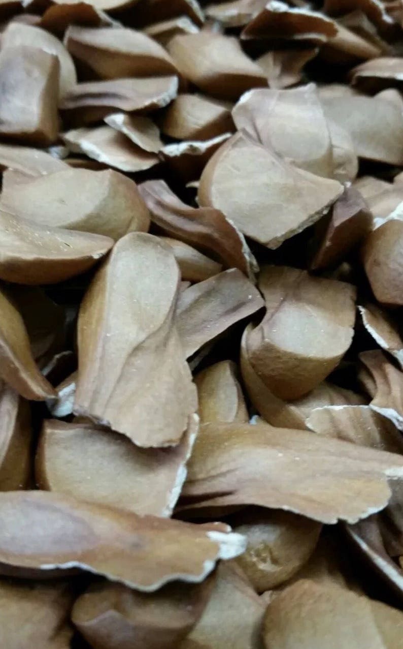 Zopilopaztle venadillo 200g semilla cobano zopilote - Etsy España