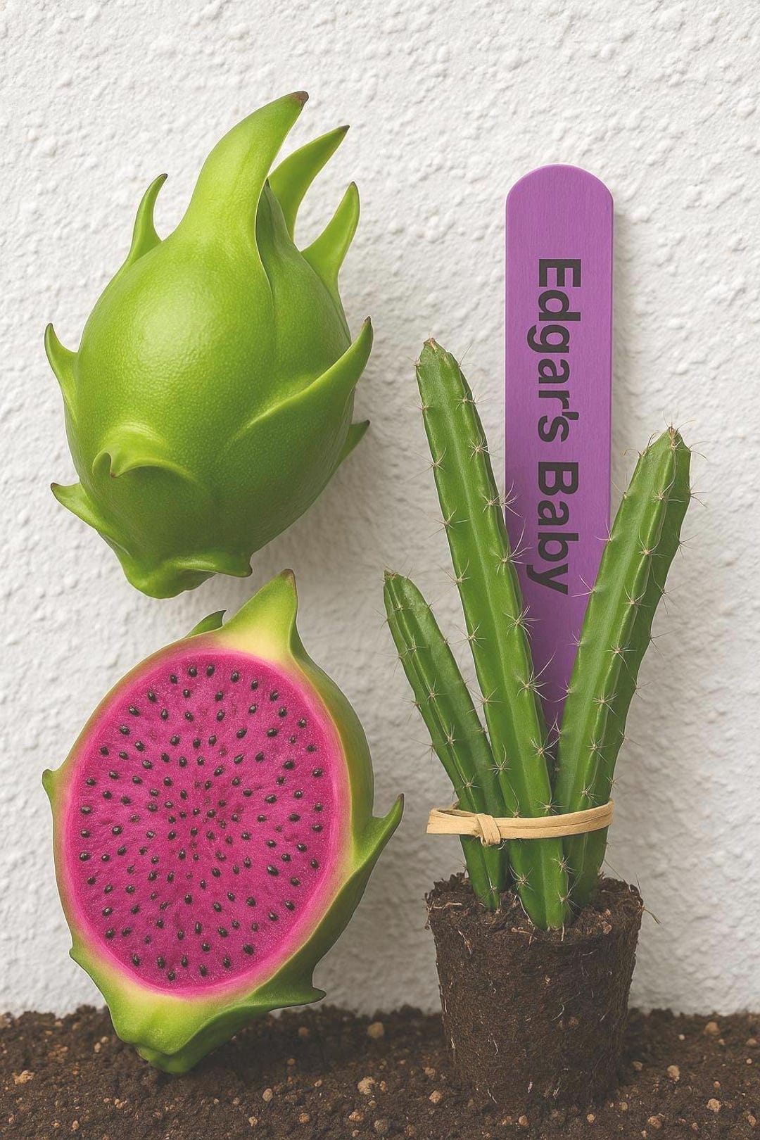 Edgar's Baby Dragonfruit Plant: Rare Pink Flesh Hylocereus Hybrid (4 ...