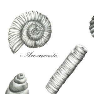 Fossil Drawing - Etsy