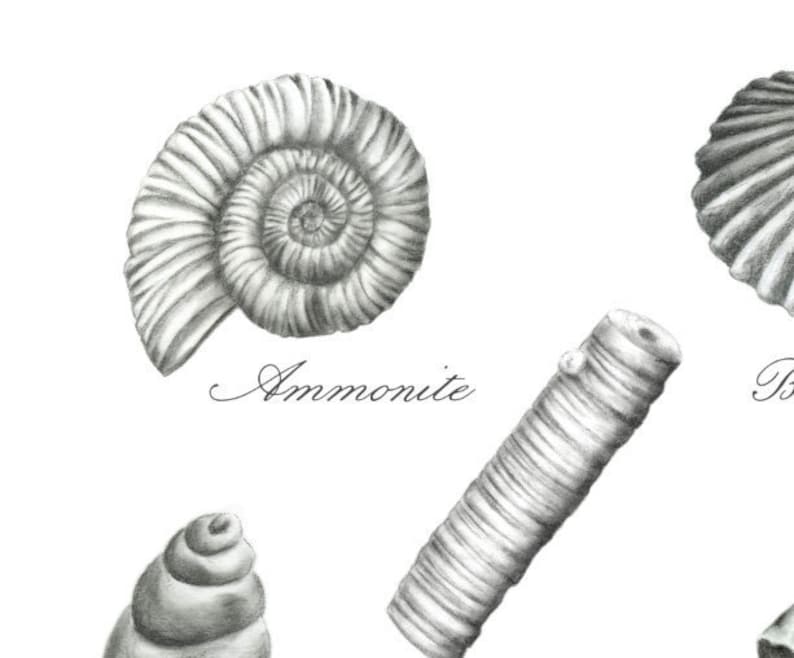 Fossil Drawing - Etsy