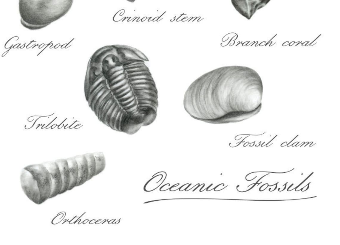 Fossil Drawing Etsy