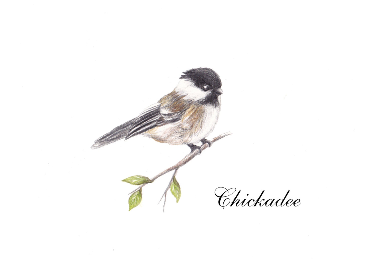 Chickadee Illustration, Digital Download - Etsy