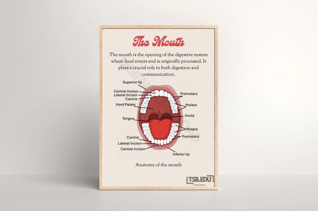 The Science Behind: the Mouth - Human Body Organ Poster | KS3/KS4 ...