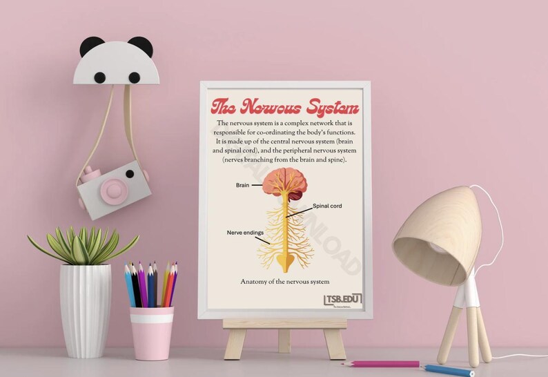 The Science Behind: the Nervous System - Human Body Organ Poster | KS3 ...