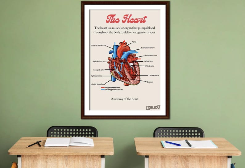 The Science Behind: the Heart - Human Body Organ Poster | KS3/KS4 ...