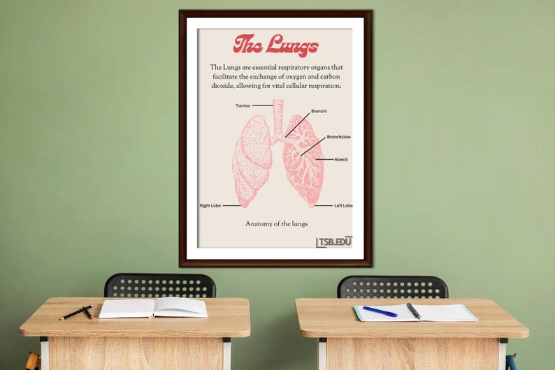The Science Behind: the Lungs - Human Body Organ Poster | KS3/KS4 ...