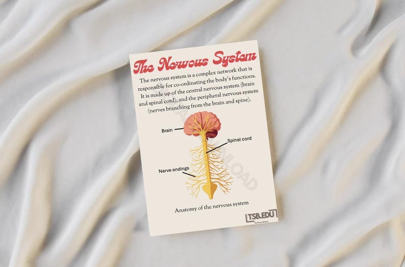 The Science Behind: the Nervous System - Human Body Organ Poster | KS3 ...