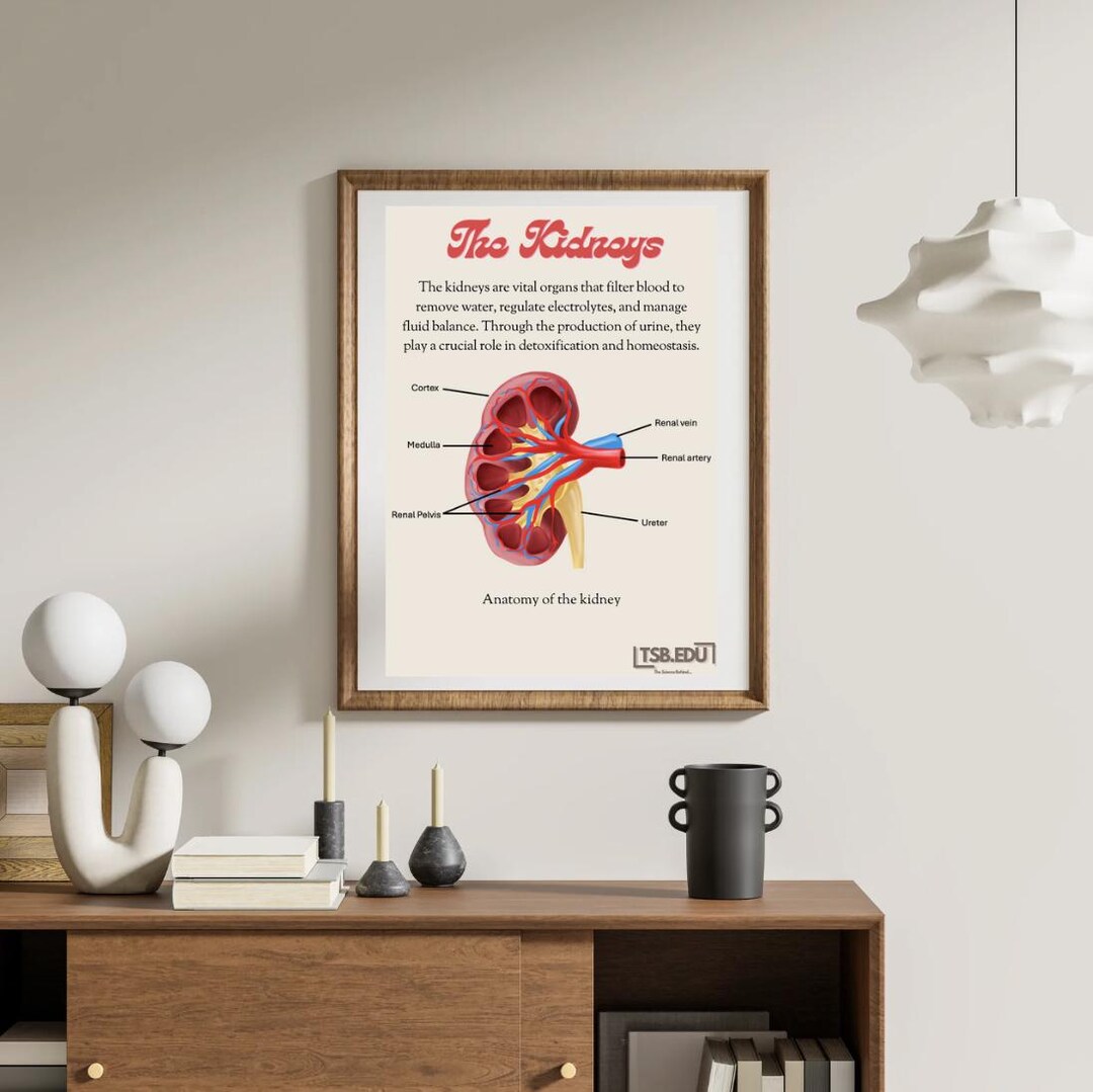 The Science Behind: the Kidney - Human Body Organ Poster | KS3/KS4 ...