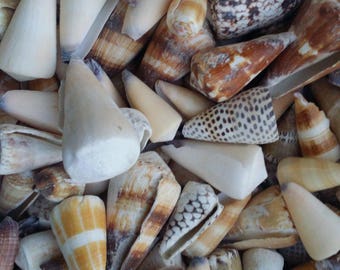 Spiral cone shell | Etsy