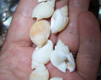 Home & Living Taxidermy & Curiosities Japanese Wonder Shell Miraculous ...