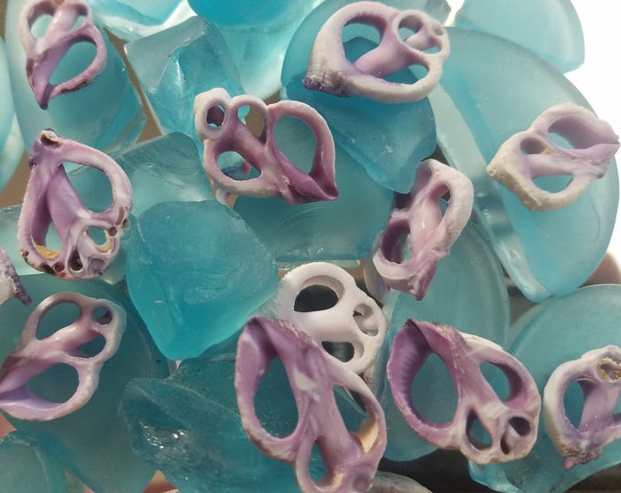 Small Center Sliced Purple Violet Lavender Cebu Beauty Seashells DIY ...