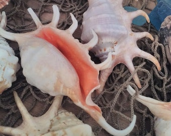 Conch Seashell Art - Etsy